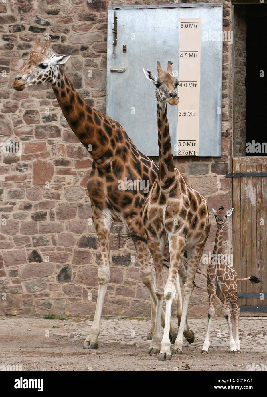 The new baby giraffe (to be named) born at Chester Zoo leaves the ...
