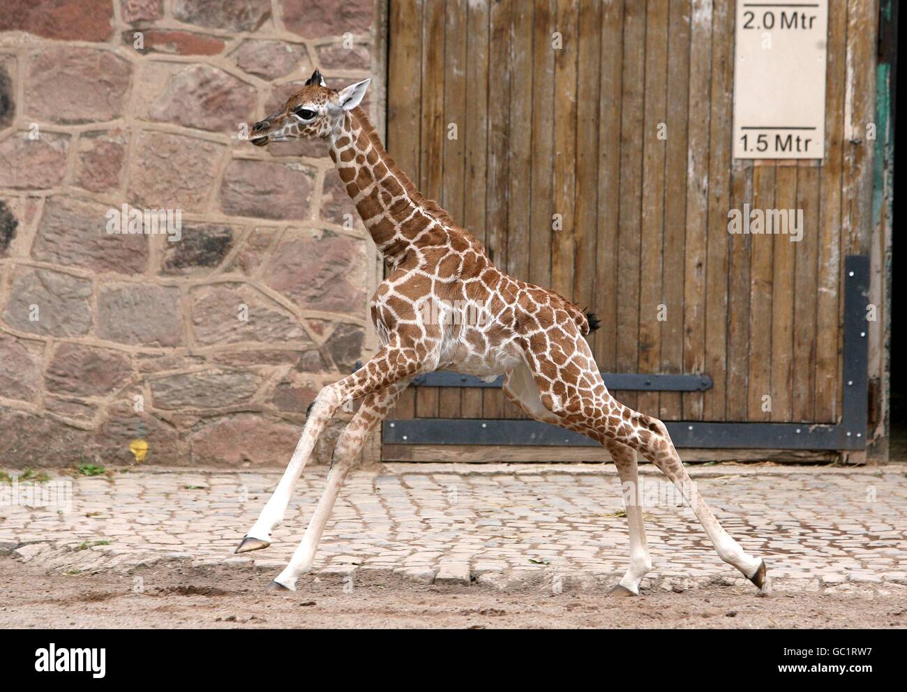 New baby giraffe at Chester Zoo. The new baby giraffe (to be named ...