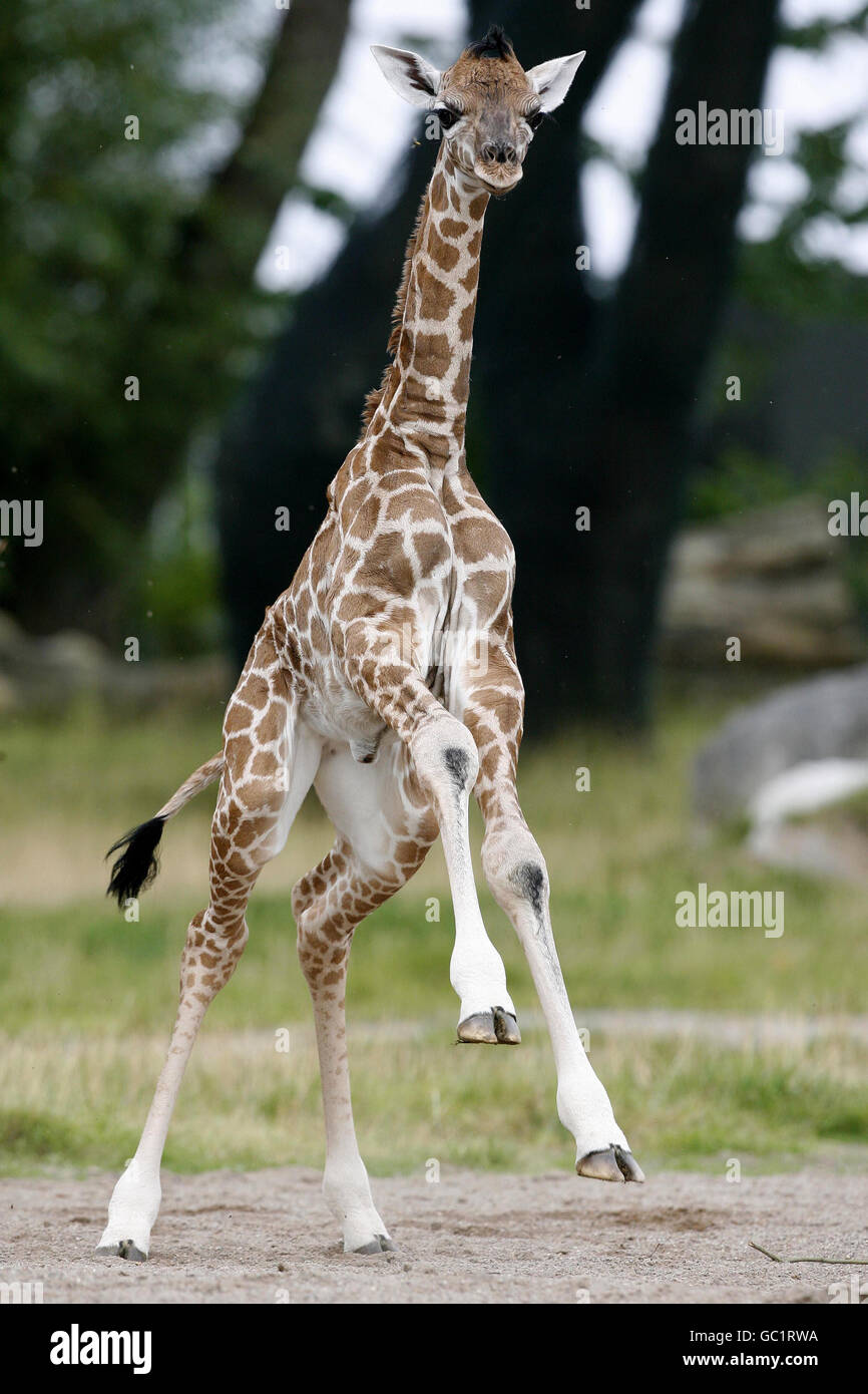 New baby giraffe chester zoo hi-res stock photography and images - Alamy
