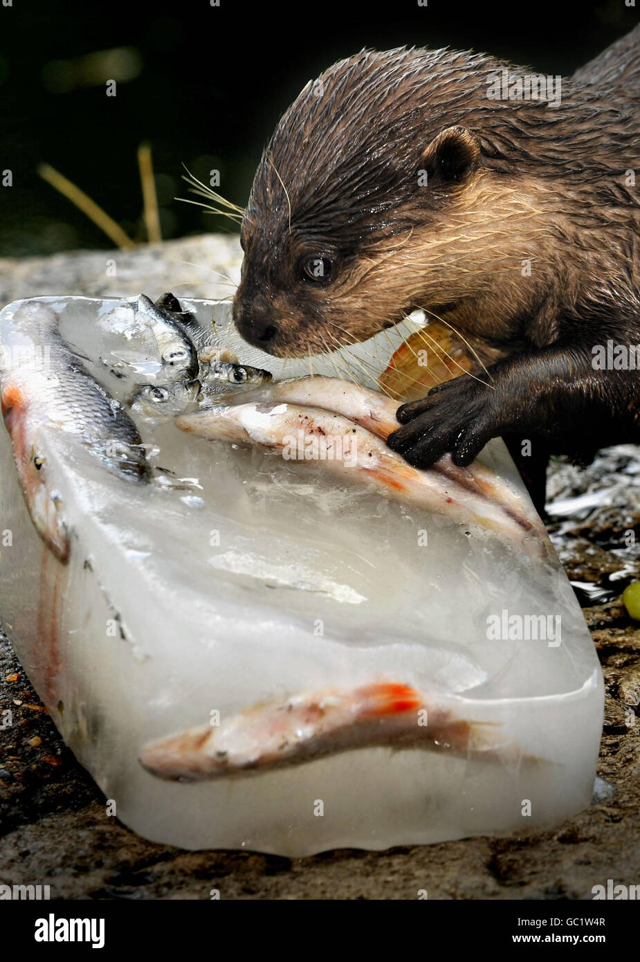 As the heat wave starts in London an otter keeps cool with a frozen ...