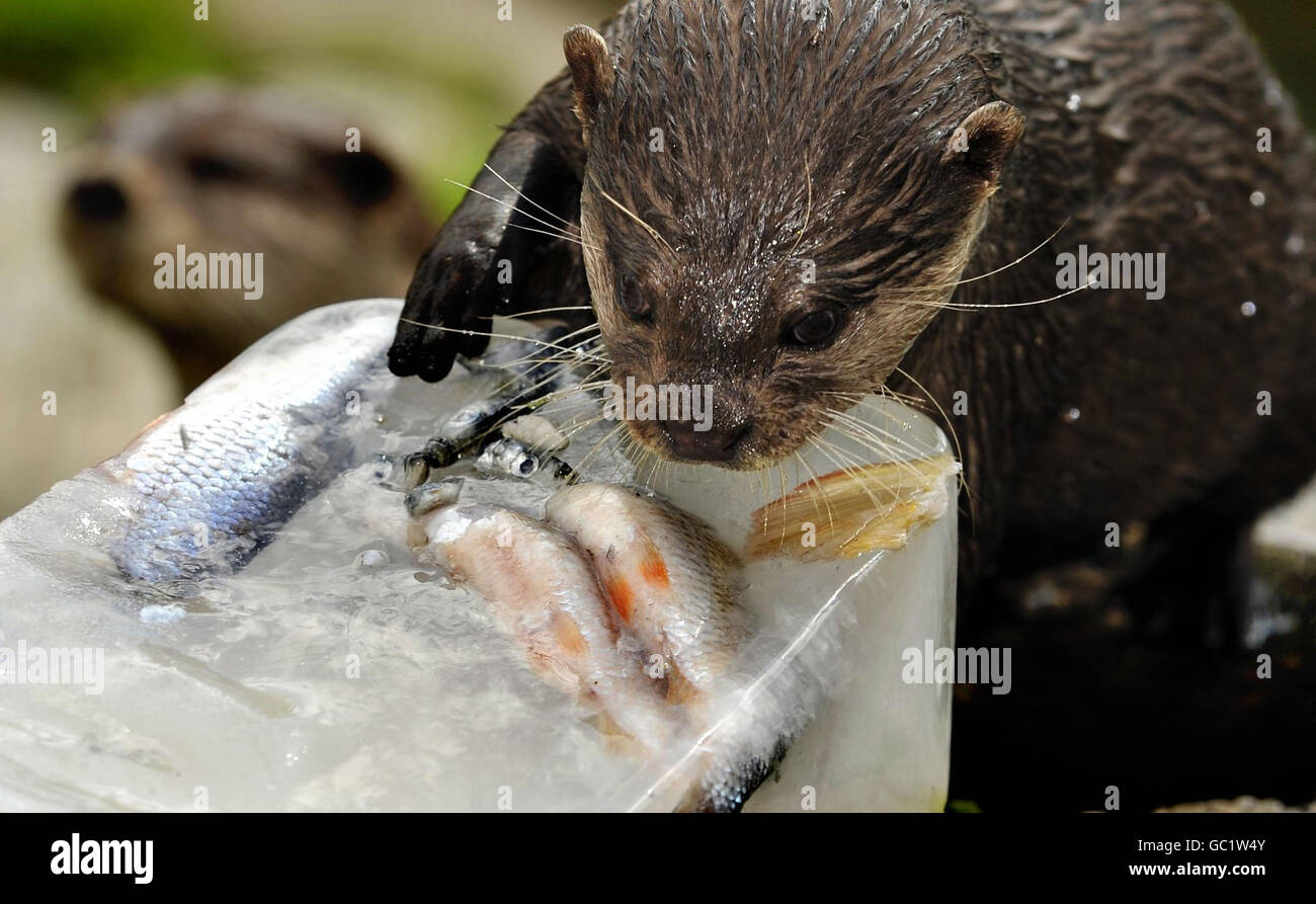 As the heat wave starts in London otters Slate and Shale keeps cool ...