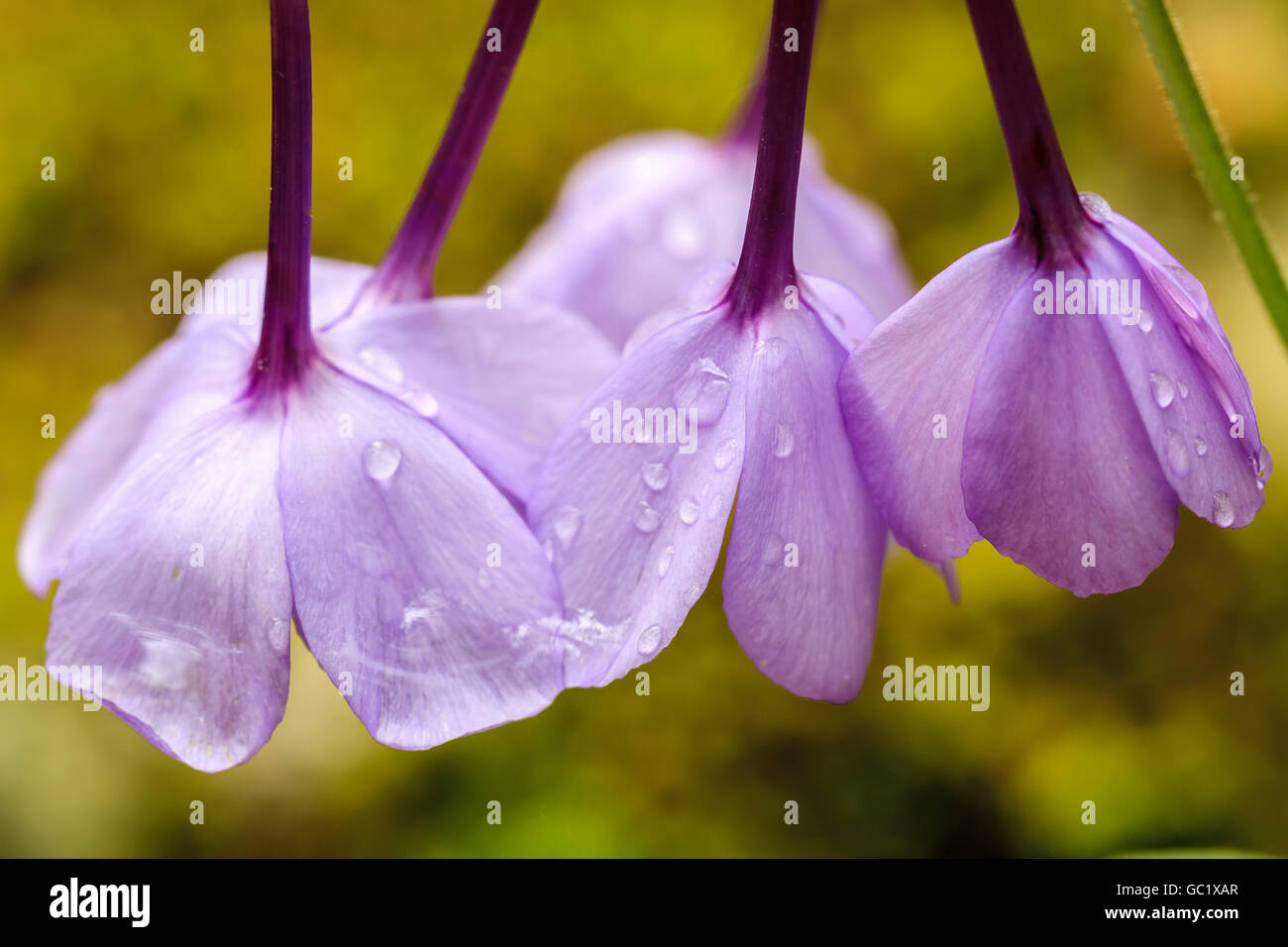 Purple spring flowers with rain drops Stock Photo - Alamy