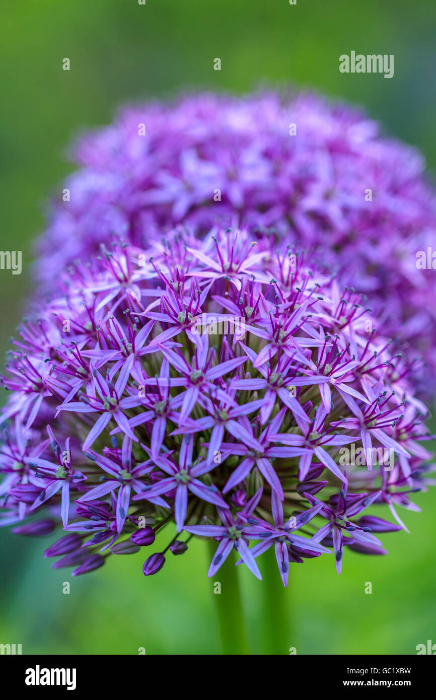 Purple Spring Flowers Stock Photo - Alamy