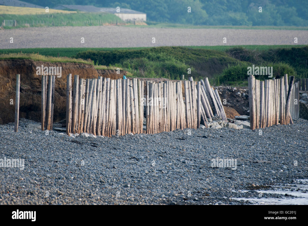 Wooden sea defences made from redundant telegraph poles on the beach ...