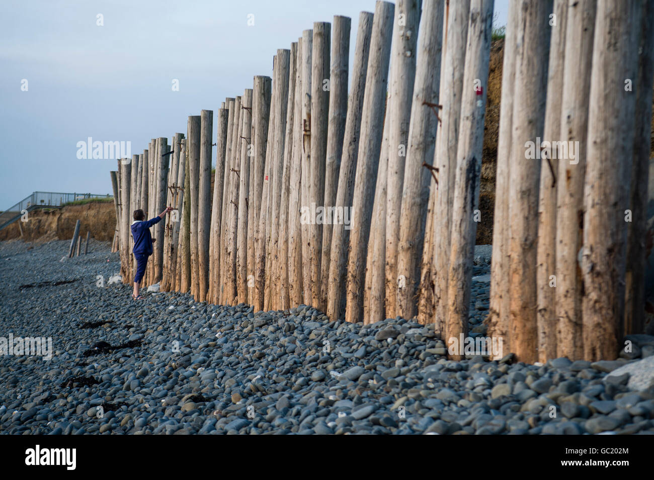 Wooden sea defences made from redundant telegraph poles on the beach ...