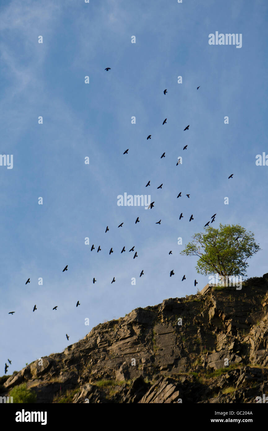 Murder Of Crows High Resolution Stock Photography and Images - Alamy
