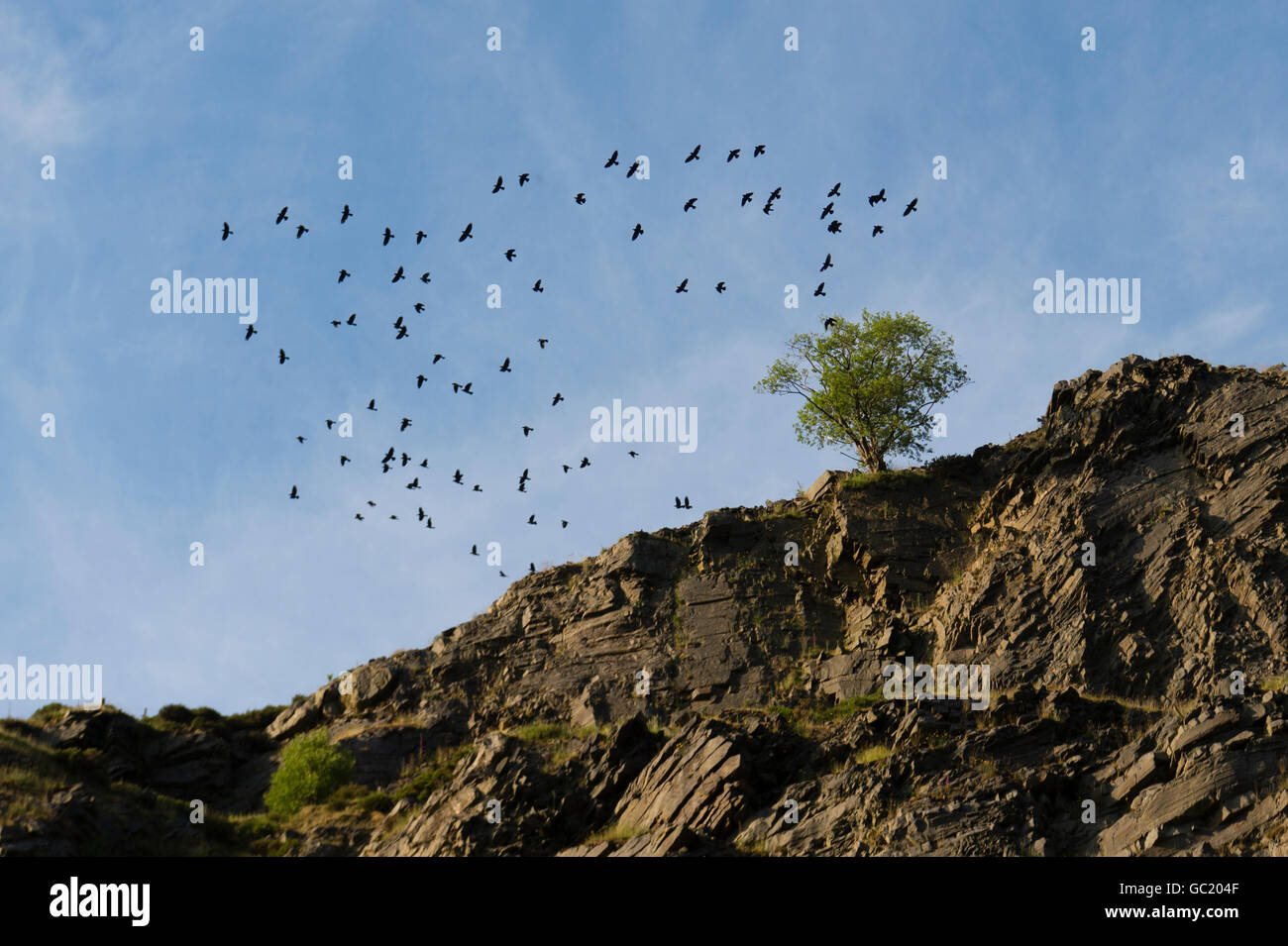 Murder of crows hi-res stock photography and images - Alamy