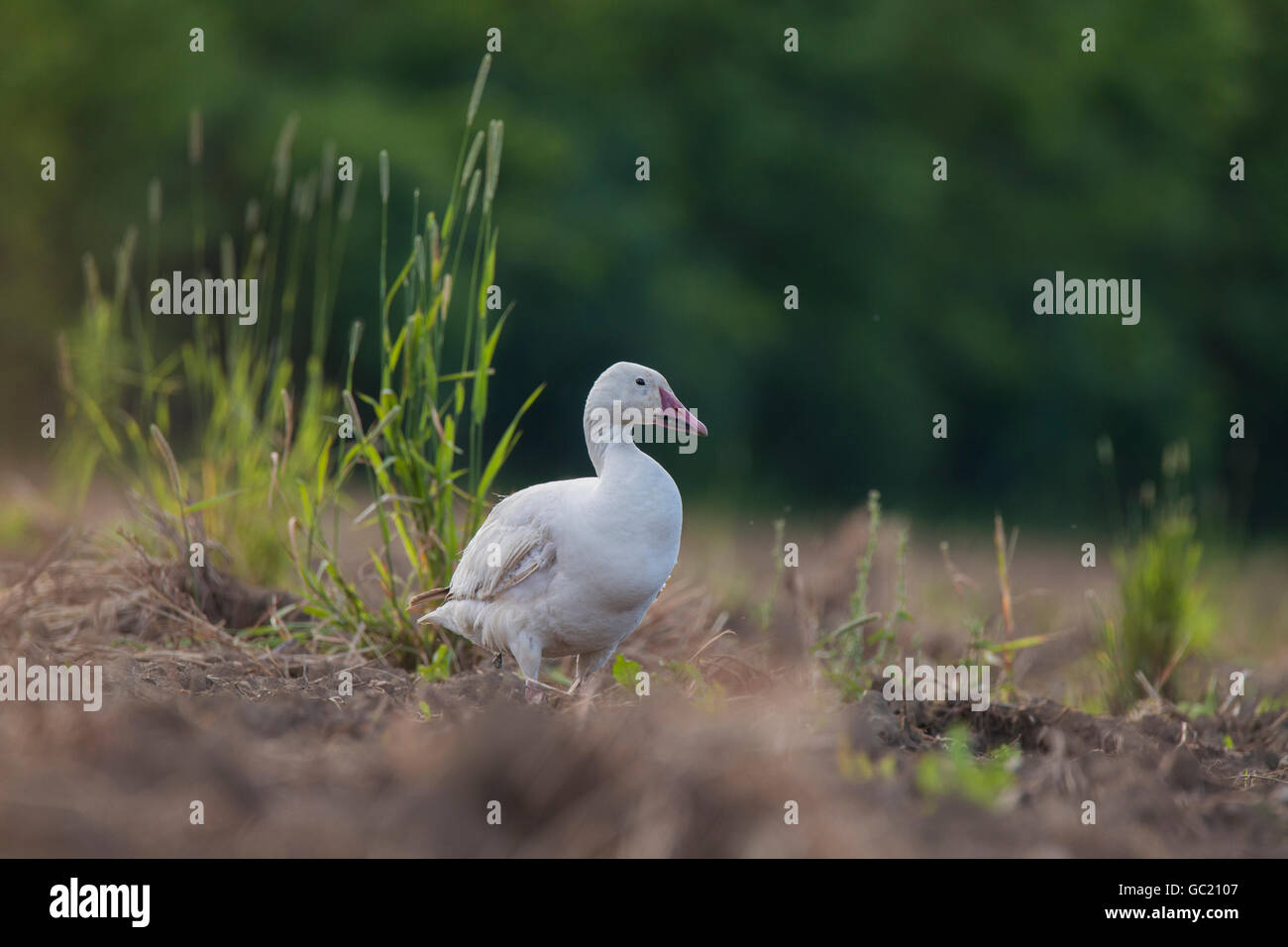 One snow goose (Chen caerulescens), also known as the blue goose Stock ...