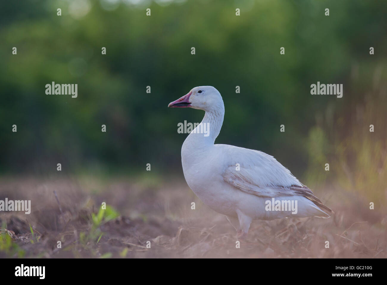 One snow goose (Chen caerulescens), also known as the blue goose Stock ...