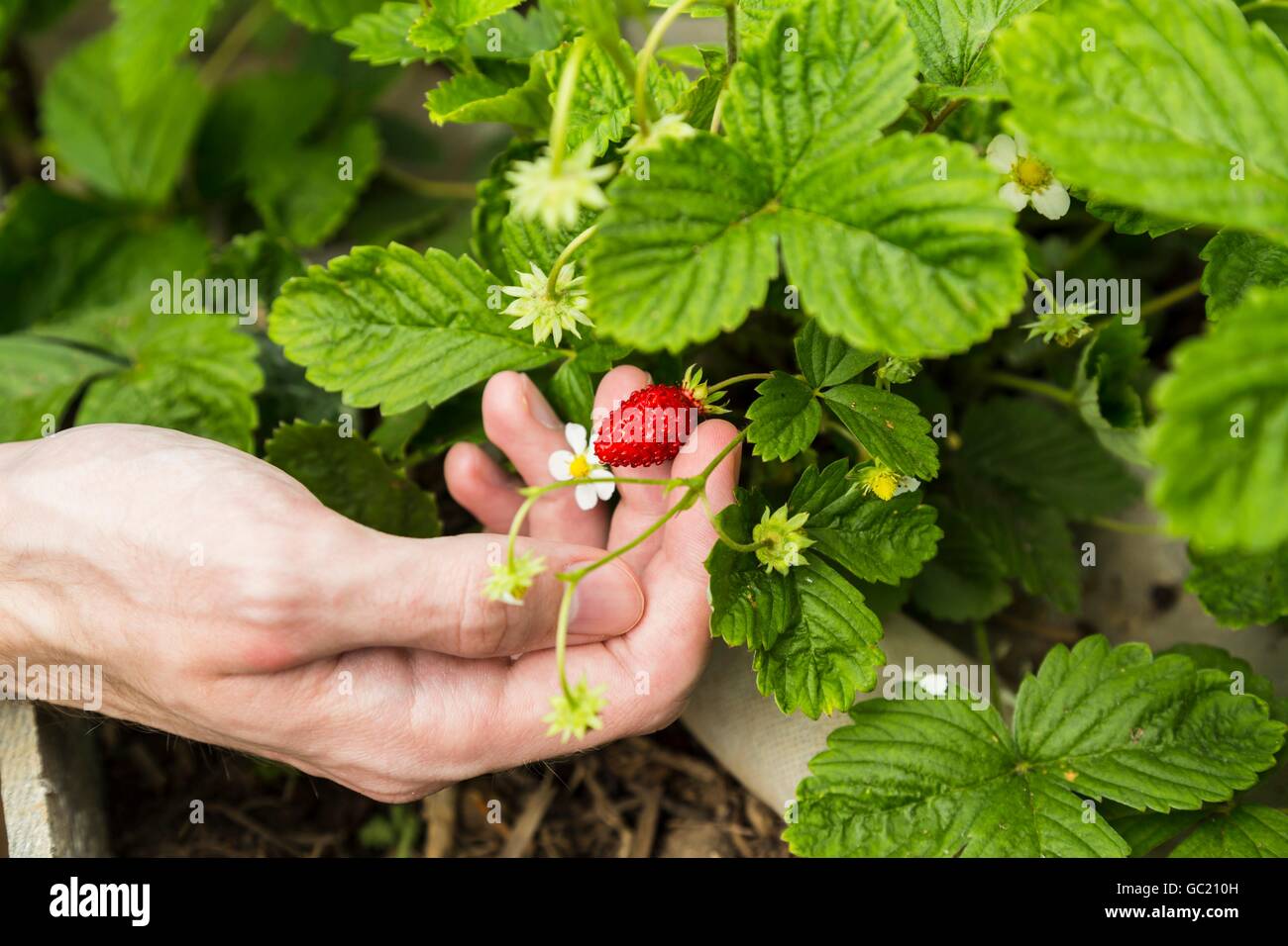 Strawberry farm picking men hi-res stock photography and images - Alamy