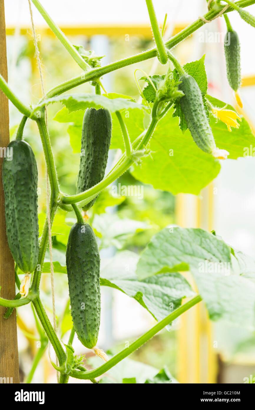 Small cucumber hi-res stock photography and images - Alamy