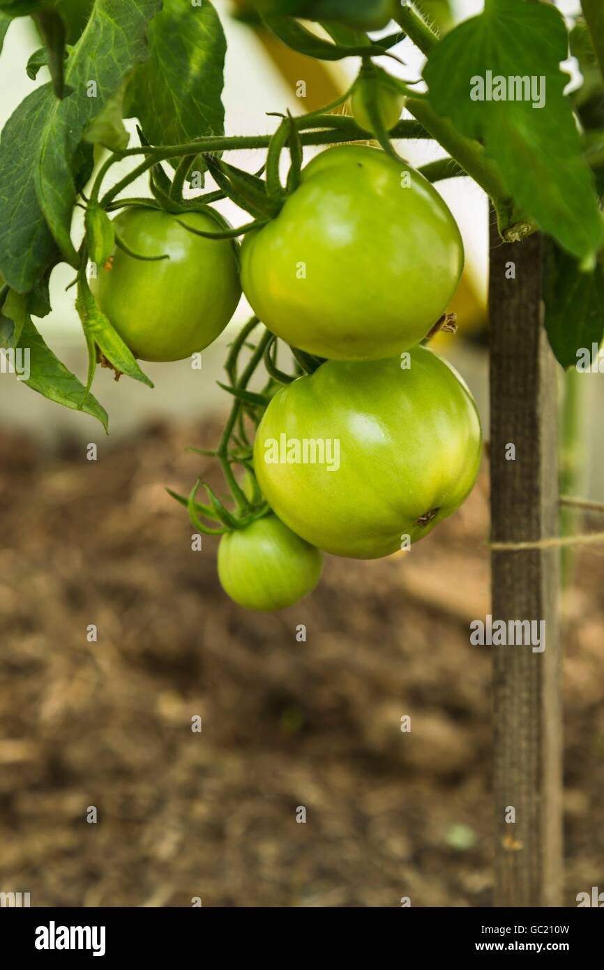 green tomatoes on tomato tree Stock Photo - Alamy