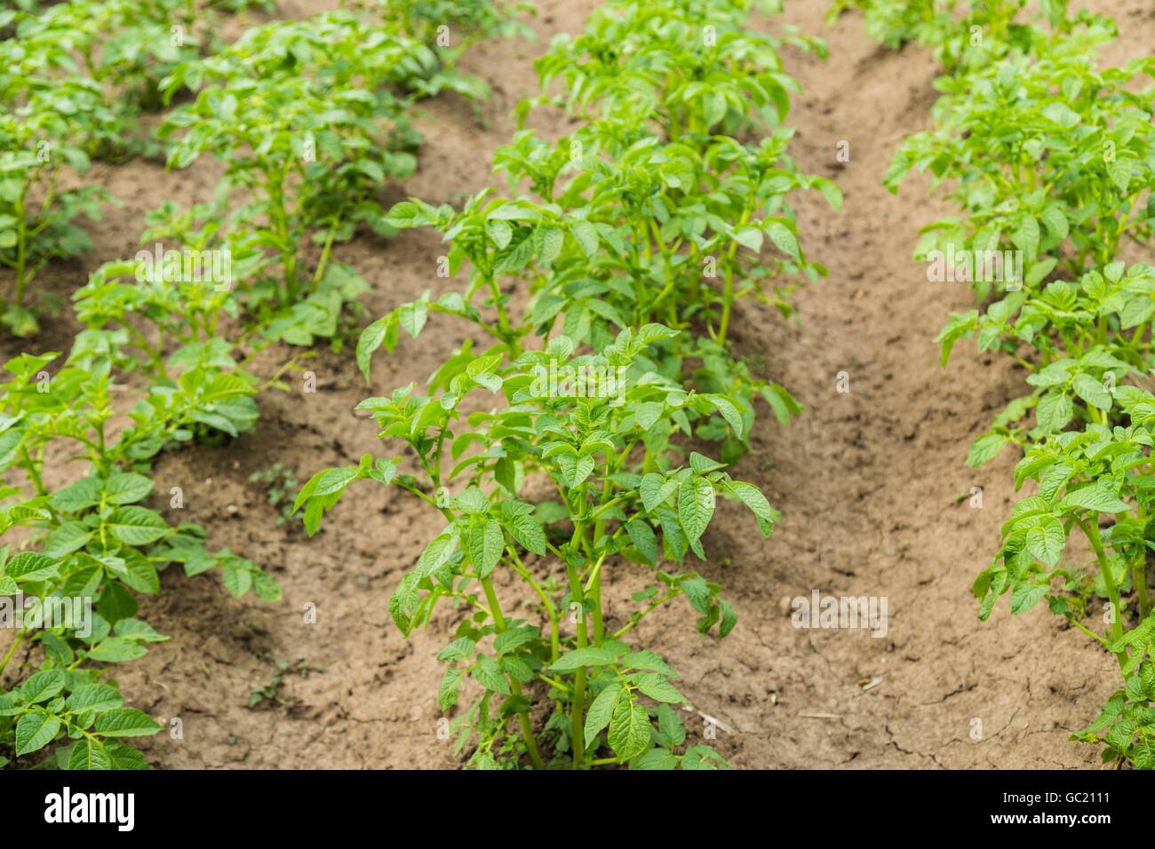 Field of green potato bushes Stock Photo - Alamy