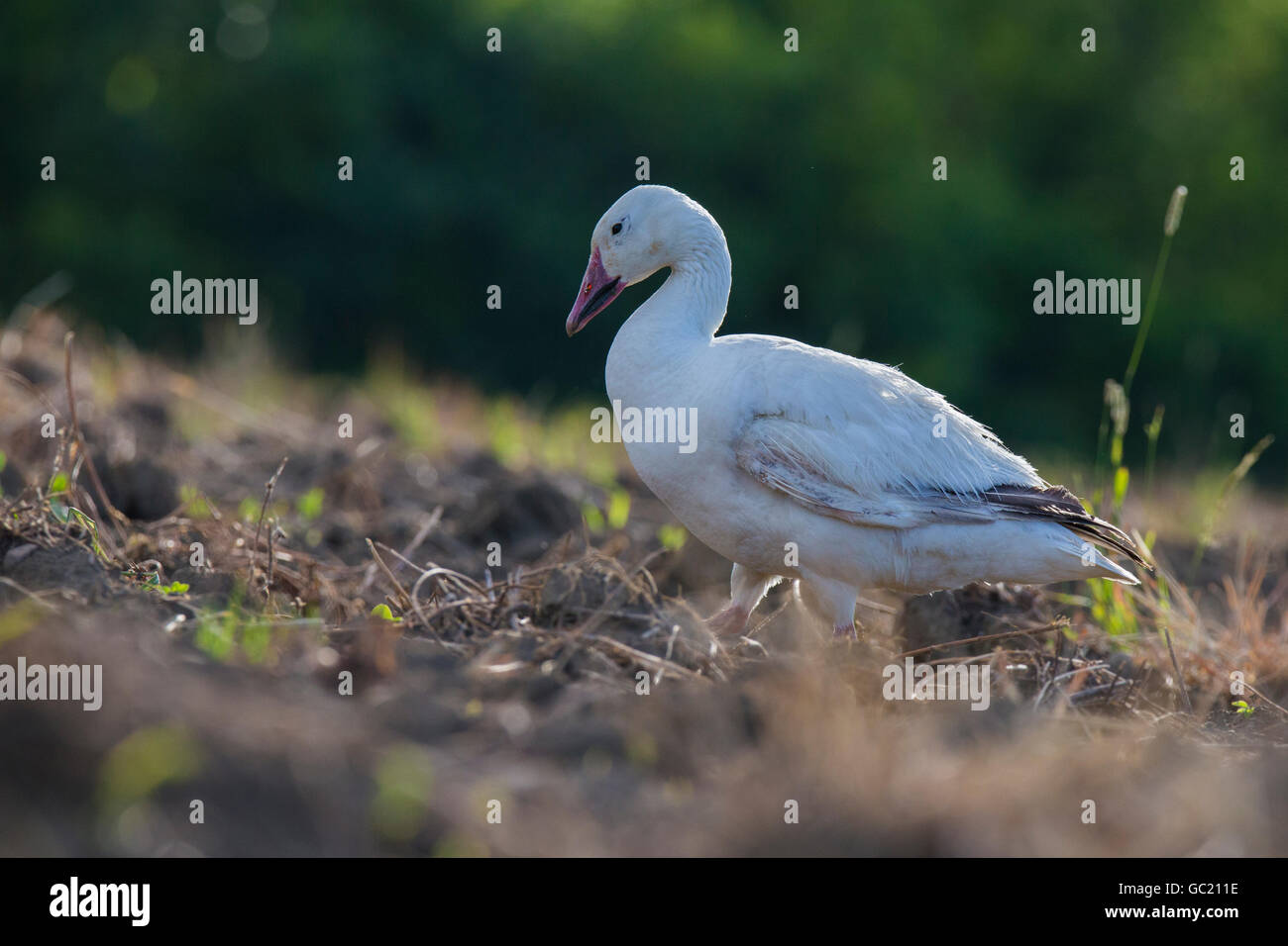 One snow goose (Chen caerulescens), also known as the blue goose Stock ...