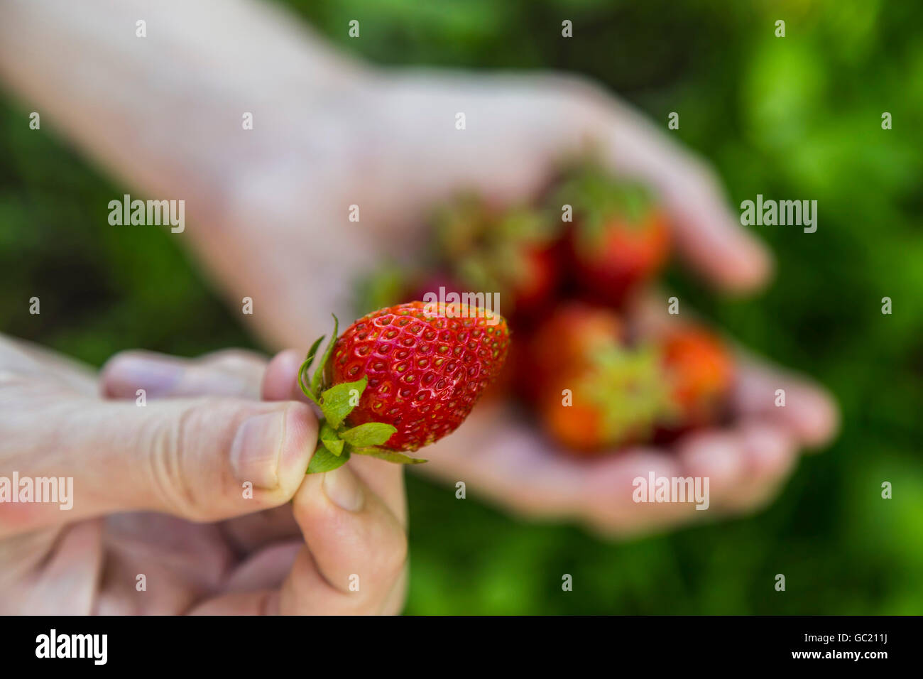Male hands holding strawberries Stock Photo - Alamy