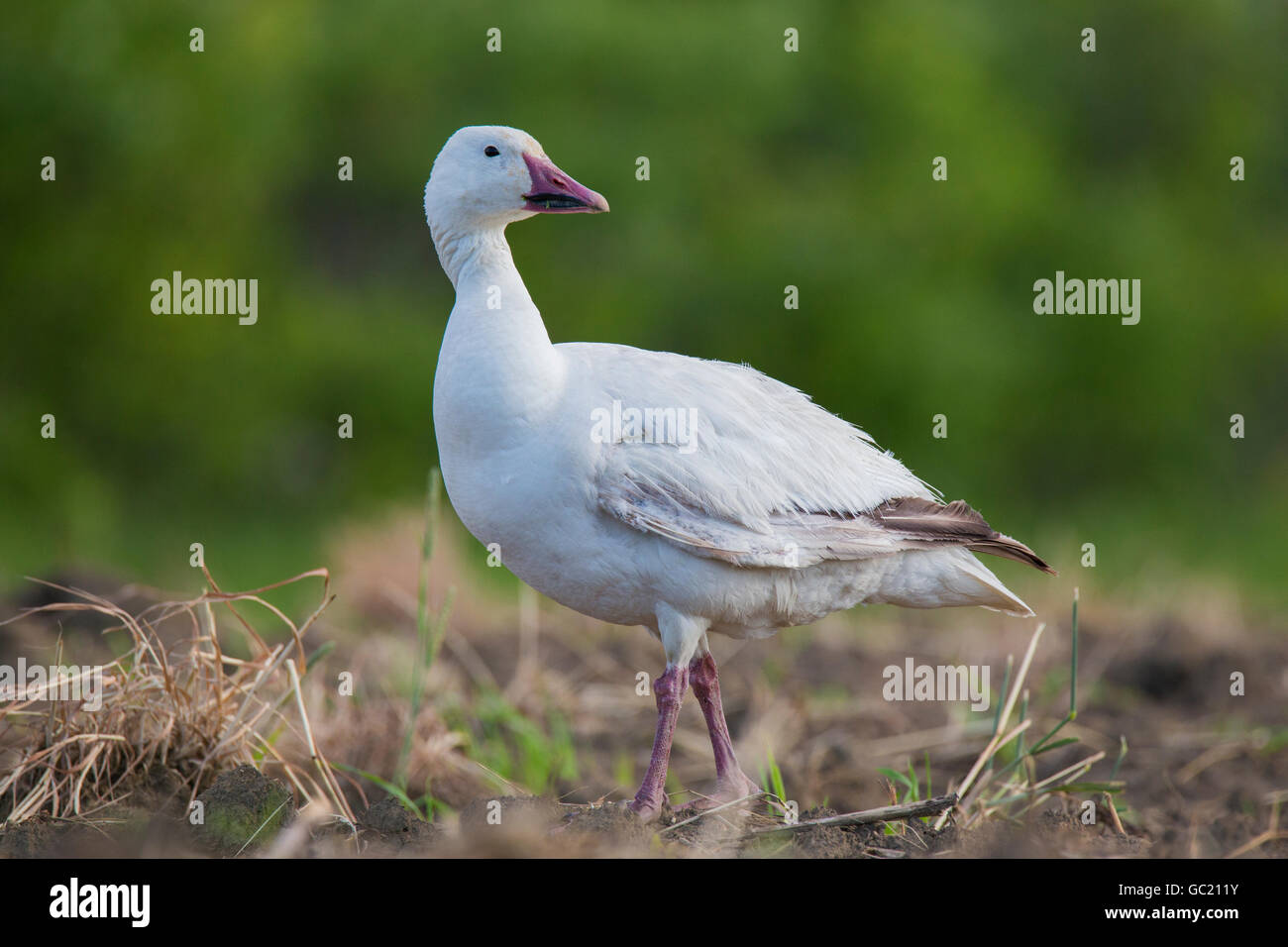One snow goose (Chen caerulescens), also known as the blue goose Stock ...