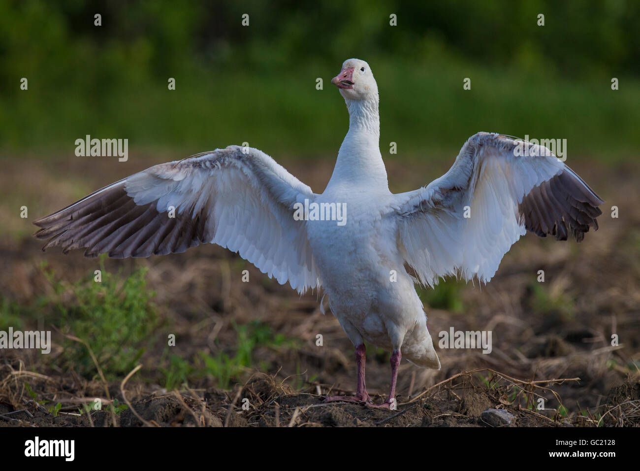 Chen caerulescens bird portrait hi-res stock photography and images - Alamy