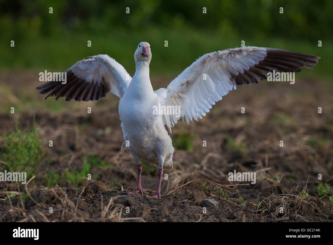 Chen caerulescens bird portrait hi-res stock photography and images - Alamy