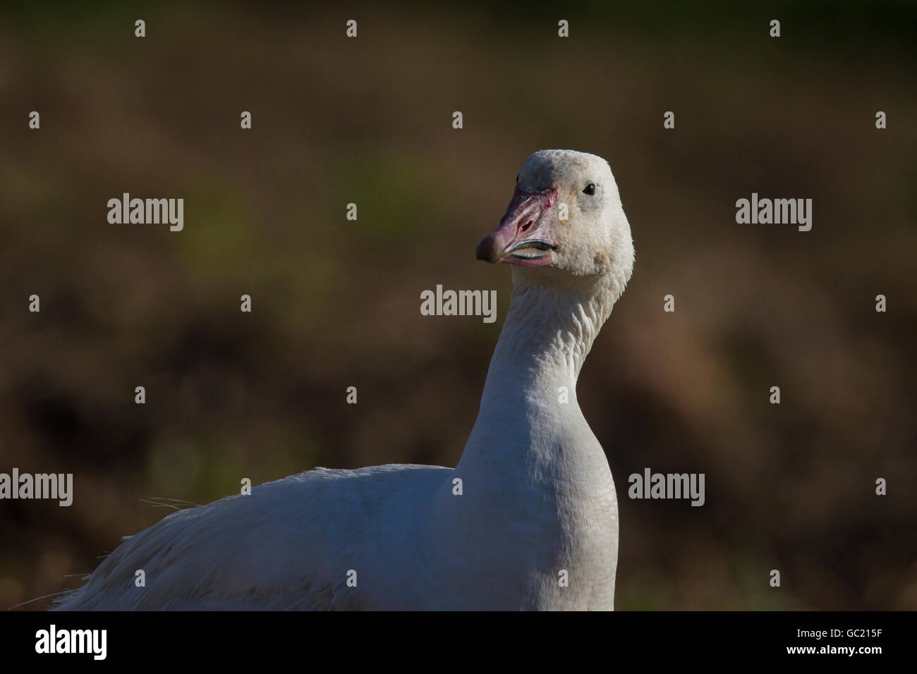 One snow goose (Chen caerulescens), also known as the blue goose Stock ...