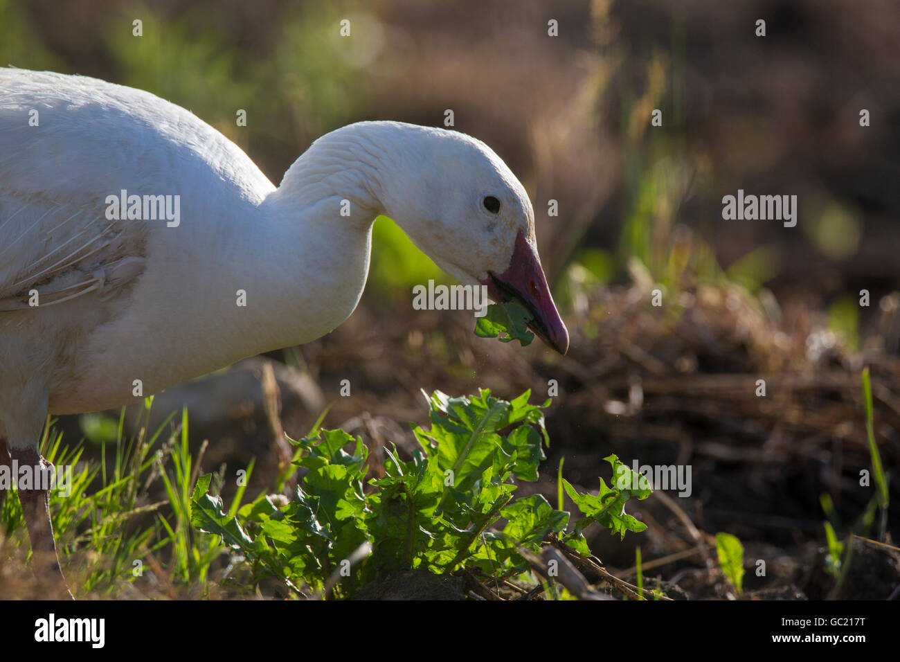 One snow goose (Chen caerulescens), also known as the blue goose Stock ...
