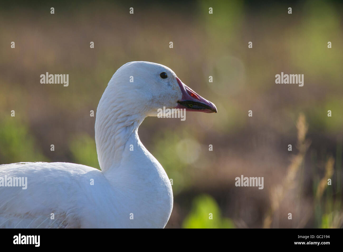 One snow goose (Chen caerulescens), also known as the blue goose Stock ...