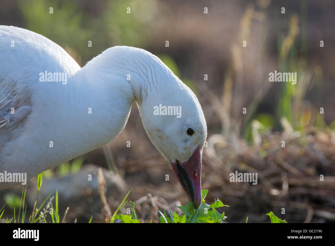 Chen caerulescens bird portrait hi-res stock photography and images - Alamy