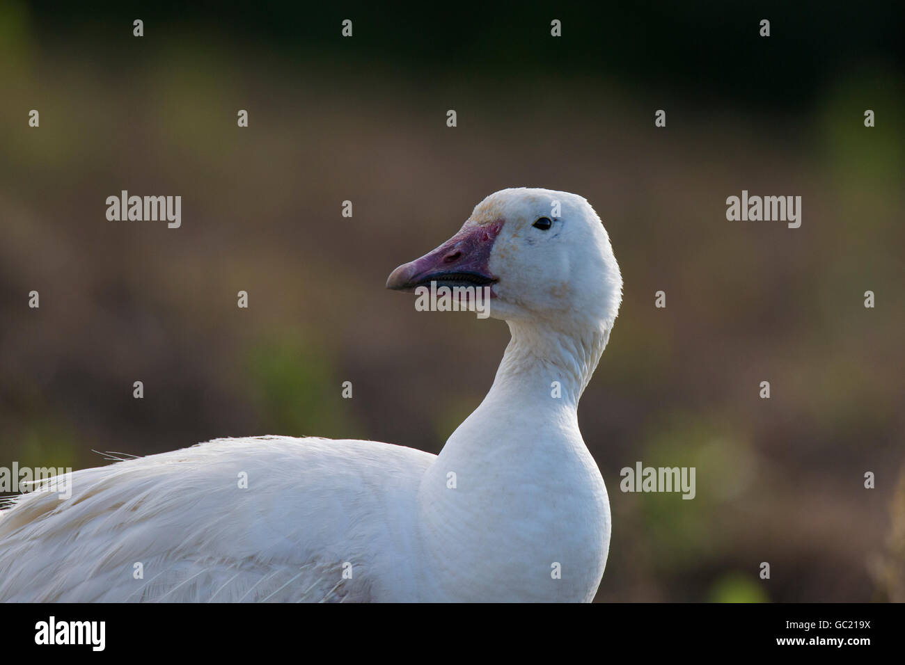 One snow goose (Chen caerulescens), also known as the blue goose Stock ...