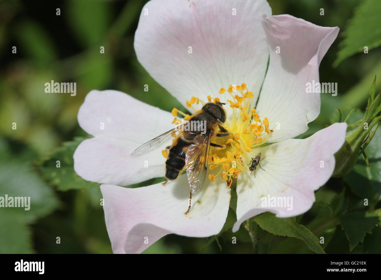 Rosa golden wings bee hi-res stock photography and images - Alamy