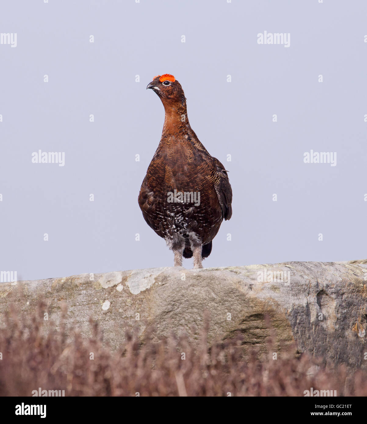 A Red Grouse (Lagopus lagopus scotica) perched on a rock in the ...