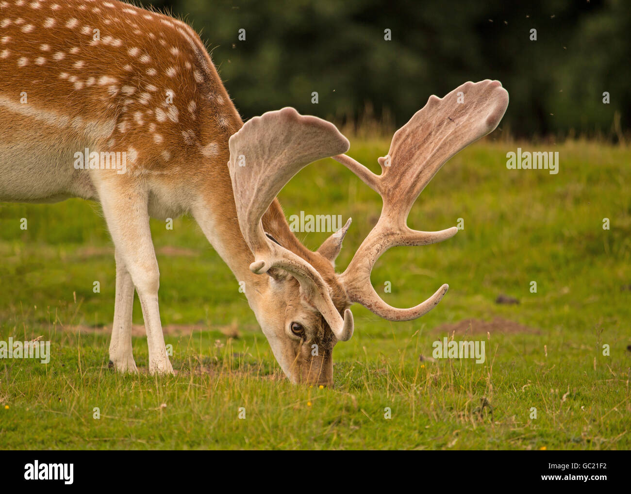 Fallow deer dama dama uk fawn doe herd hi-res stock photography and ...