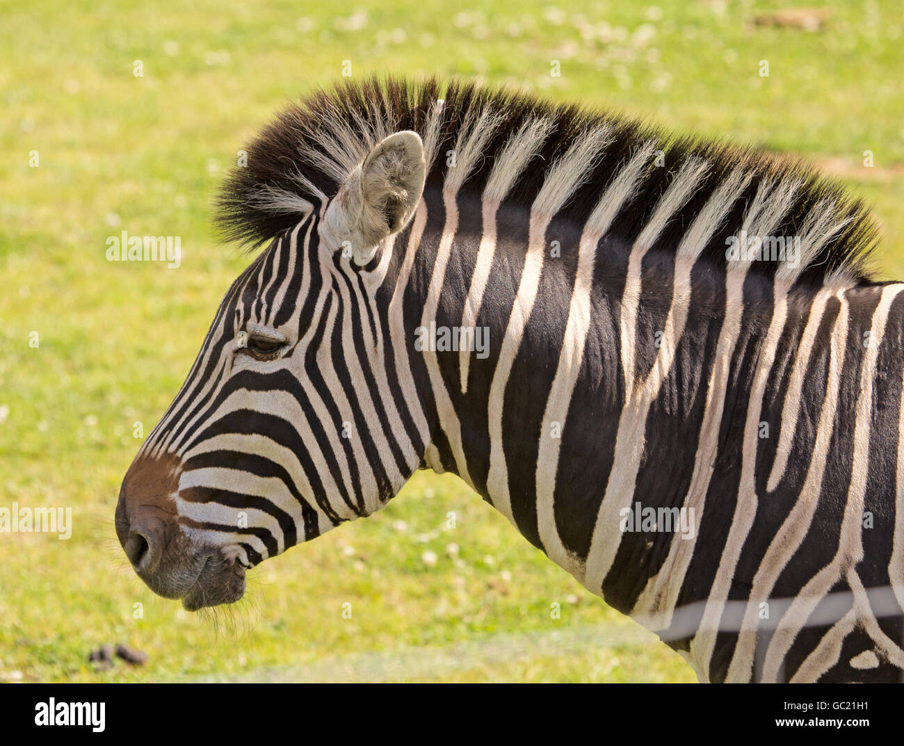 Chapmans zebra hi-res stock photography and images - Alamy