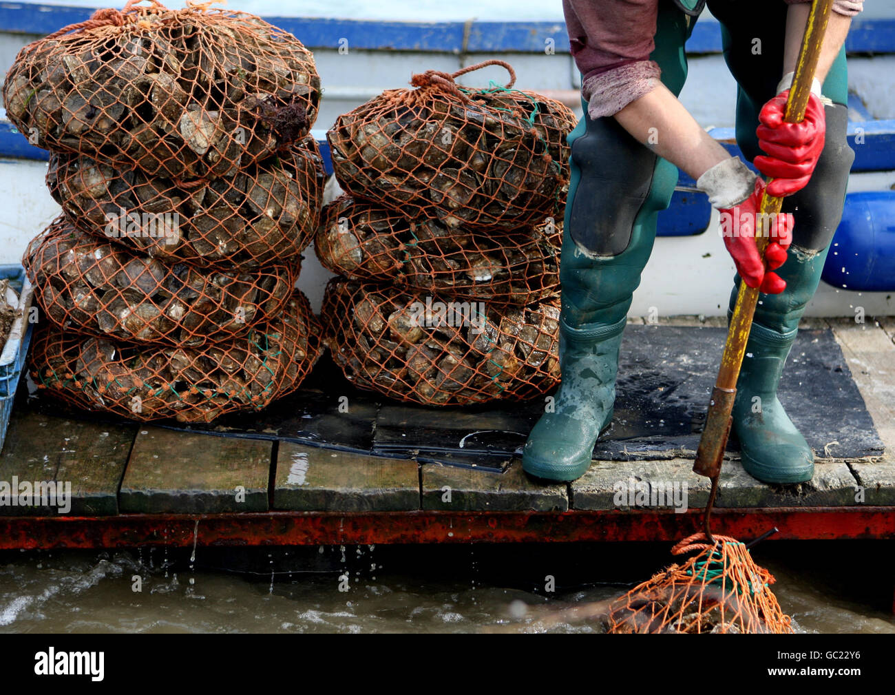 Farming oysters england hi-res stock photography and images - Alamy