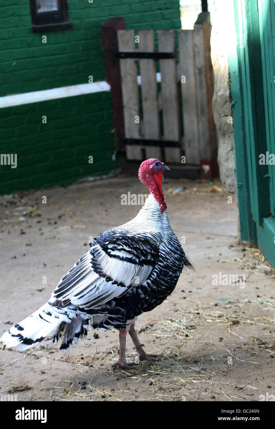 Alpaca at Vauxhall City Farm. A turkey pictured at Vauxhall City Farm ...