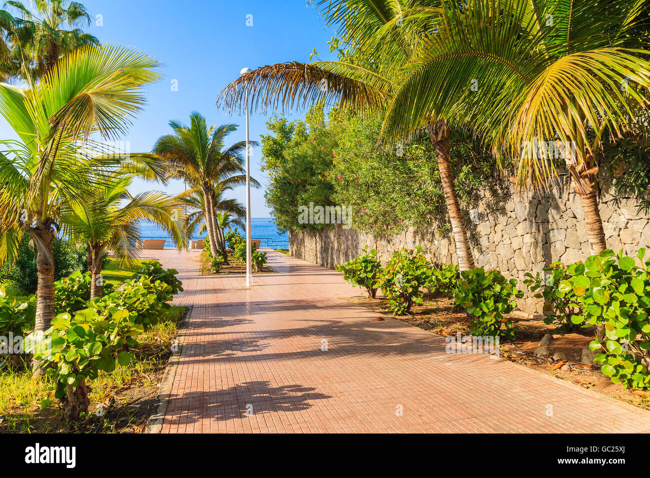 Tropical palm trees on promenade in coastal town of Costa Adeje ...