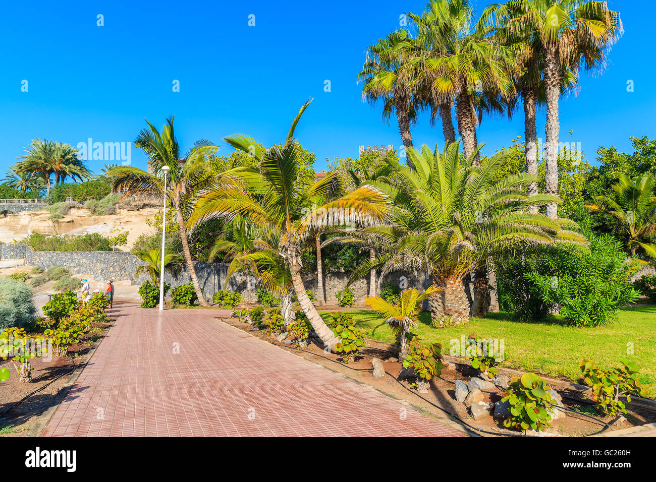 Tropical palm trees on promenade in coastal town of Costa Adeje, Tenerife, Canary Islands, Spain ...