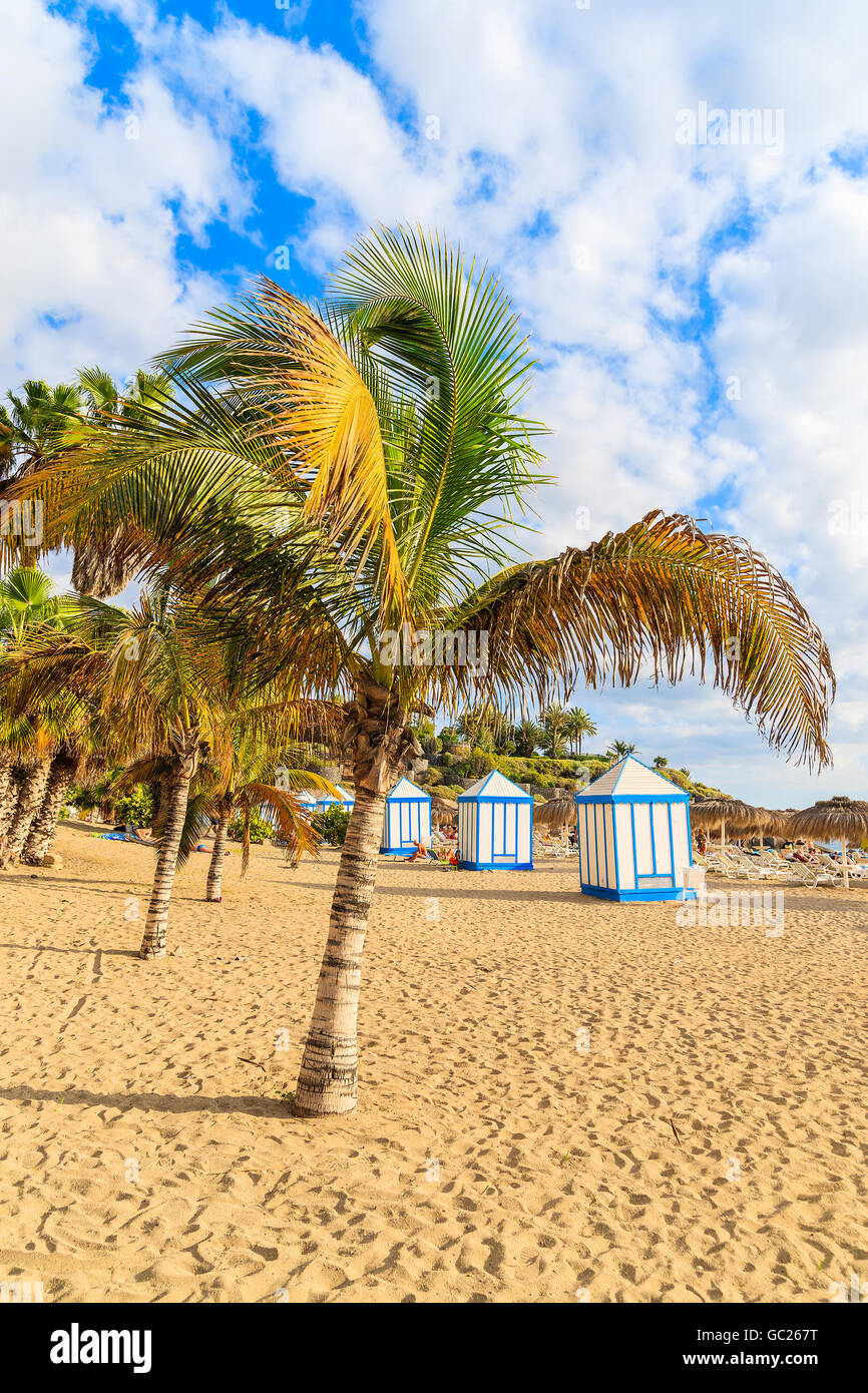 Palm trees on exotic sandy El Duque beach in Costa Adeje town, Tenerife ...