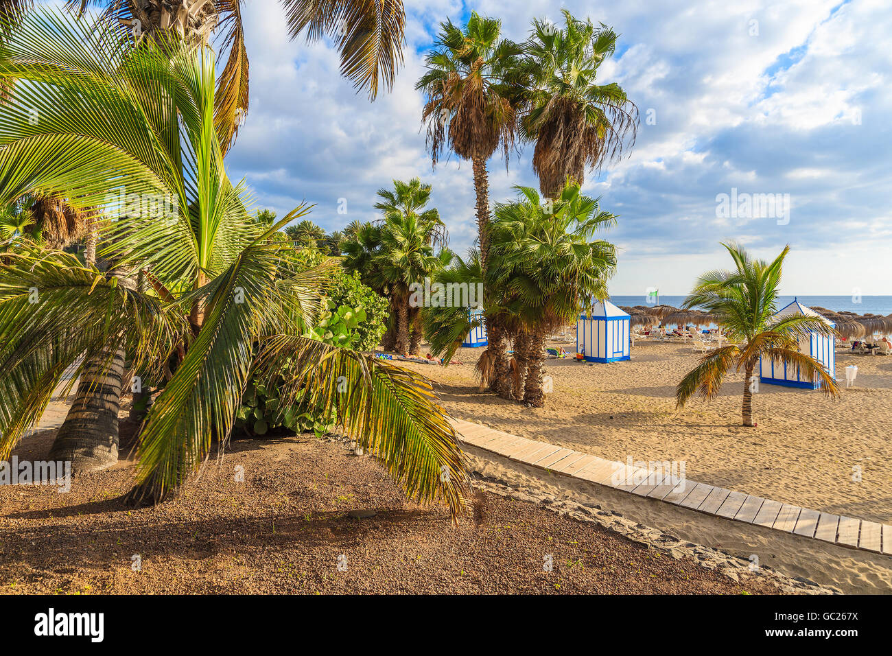 A view of sandy El Duque beach with tropical palm trees in Costa Adeje ...