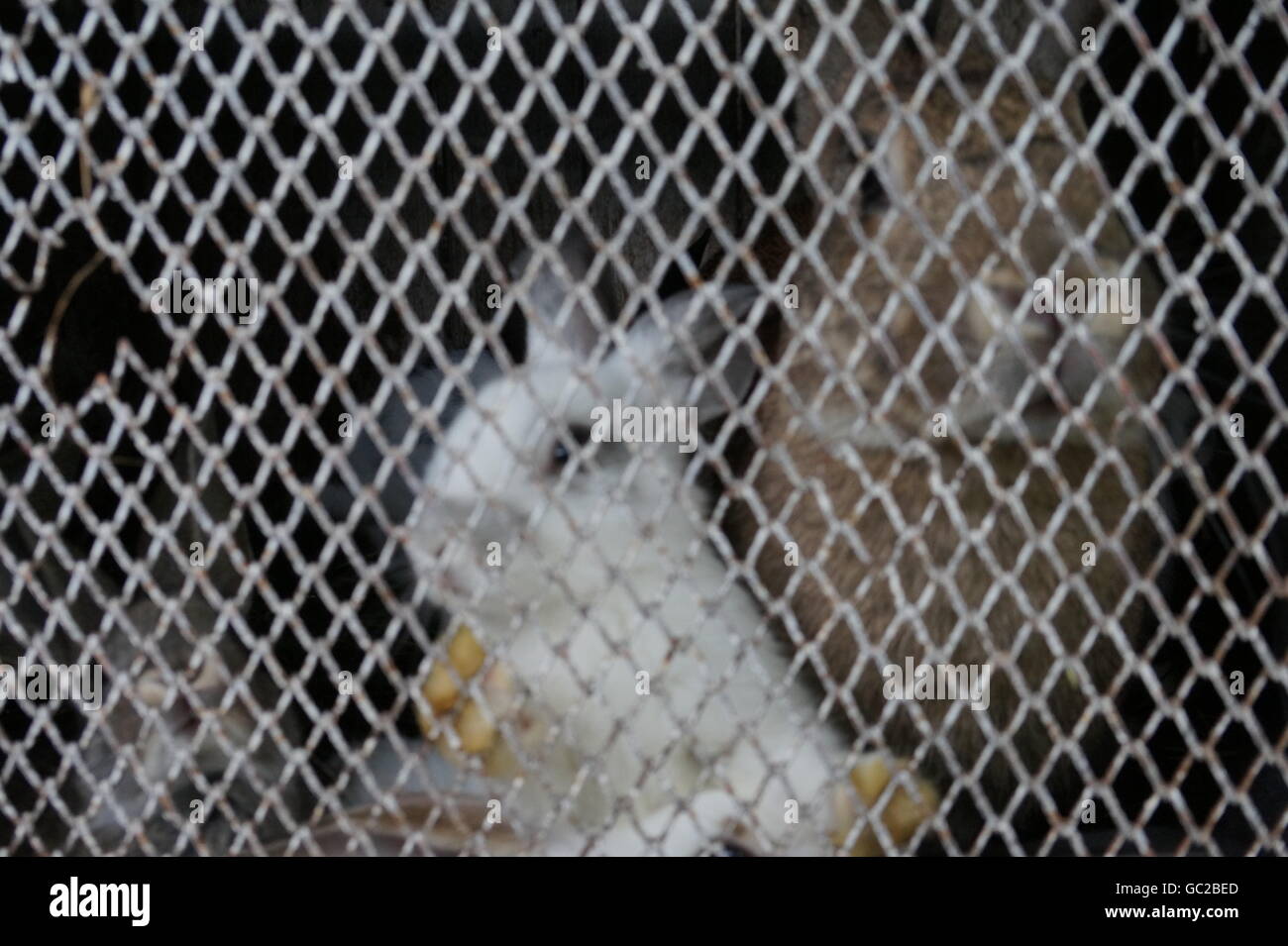 Wire rabbit hutch hi-res stock photography and images - Alamy