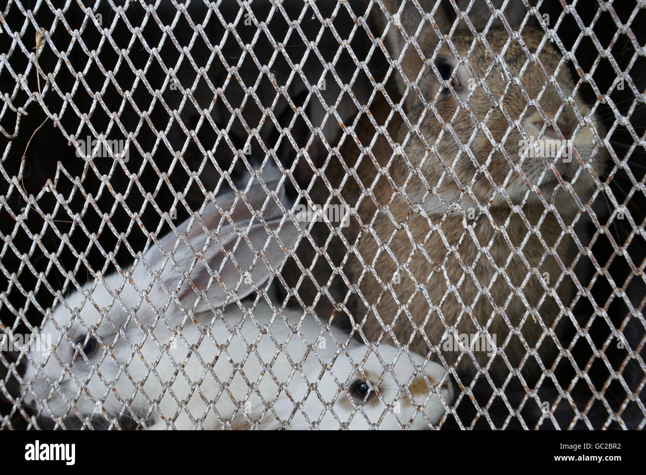 Wire on rabbit's hutch Stock Photo - Alamy
