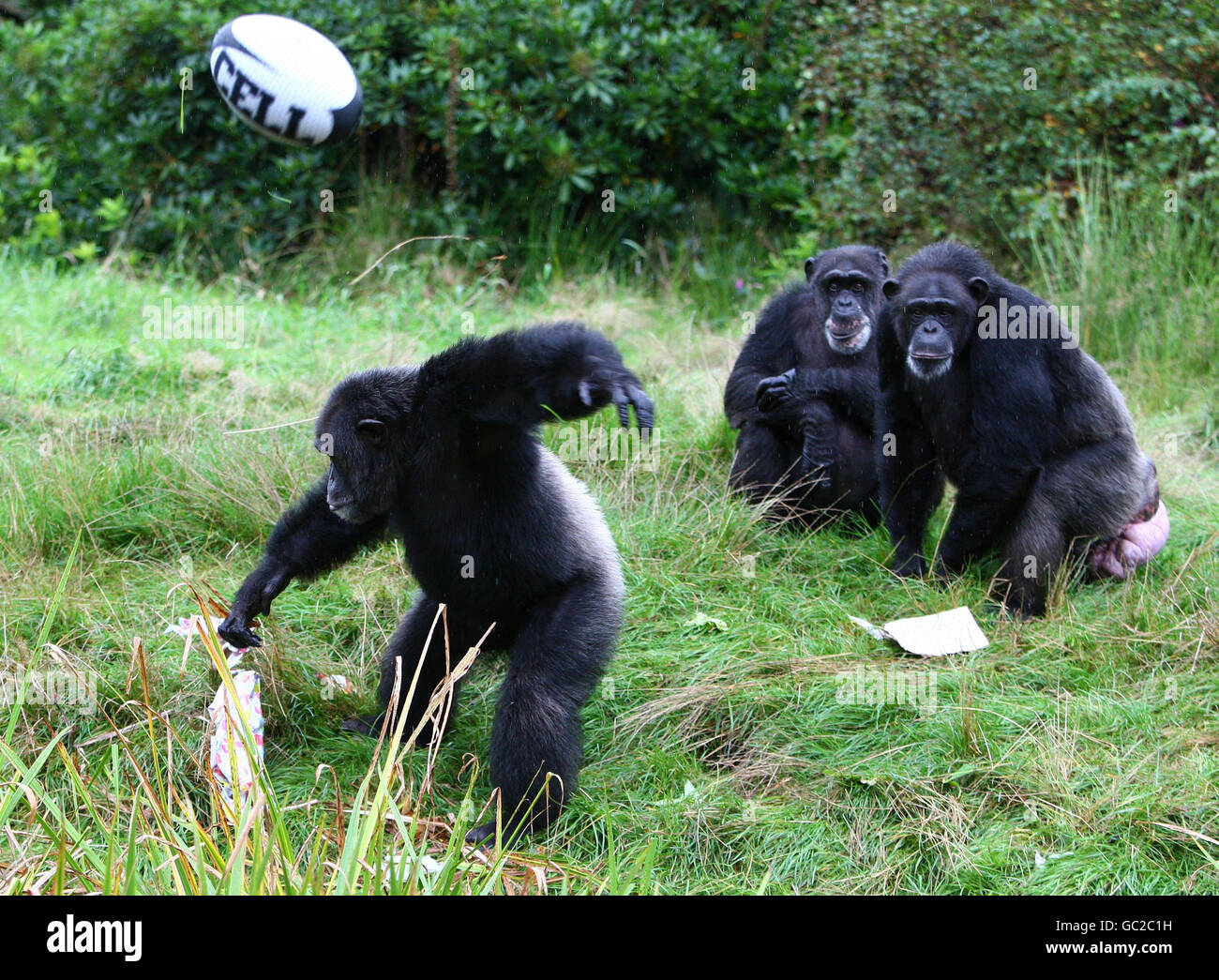 Chippy the Chimp Stock Photo - Alamy