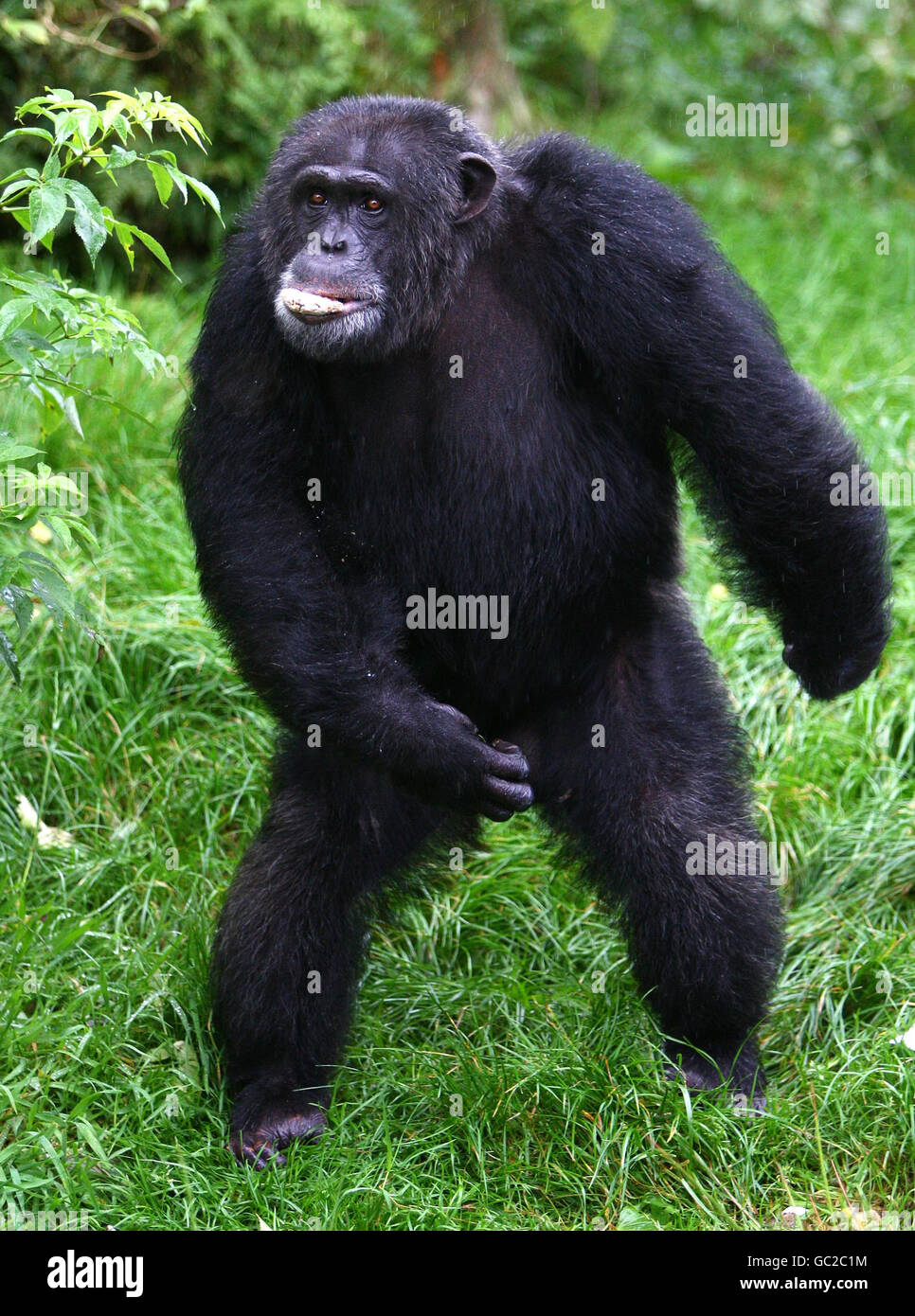 Chippy the Chimp celebrates his 21st birthday at Blair Drummond Safari ...