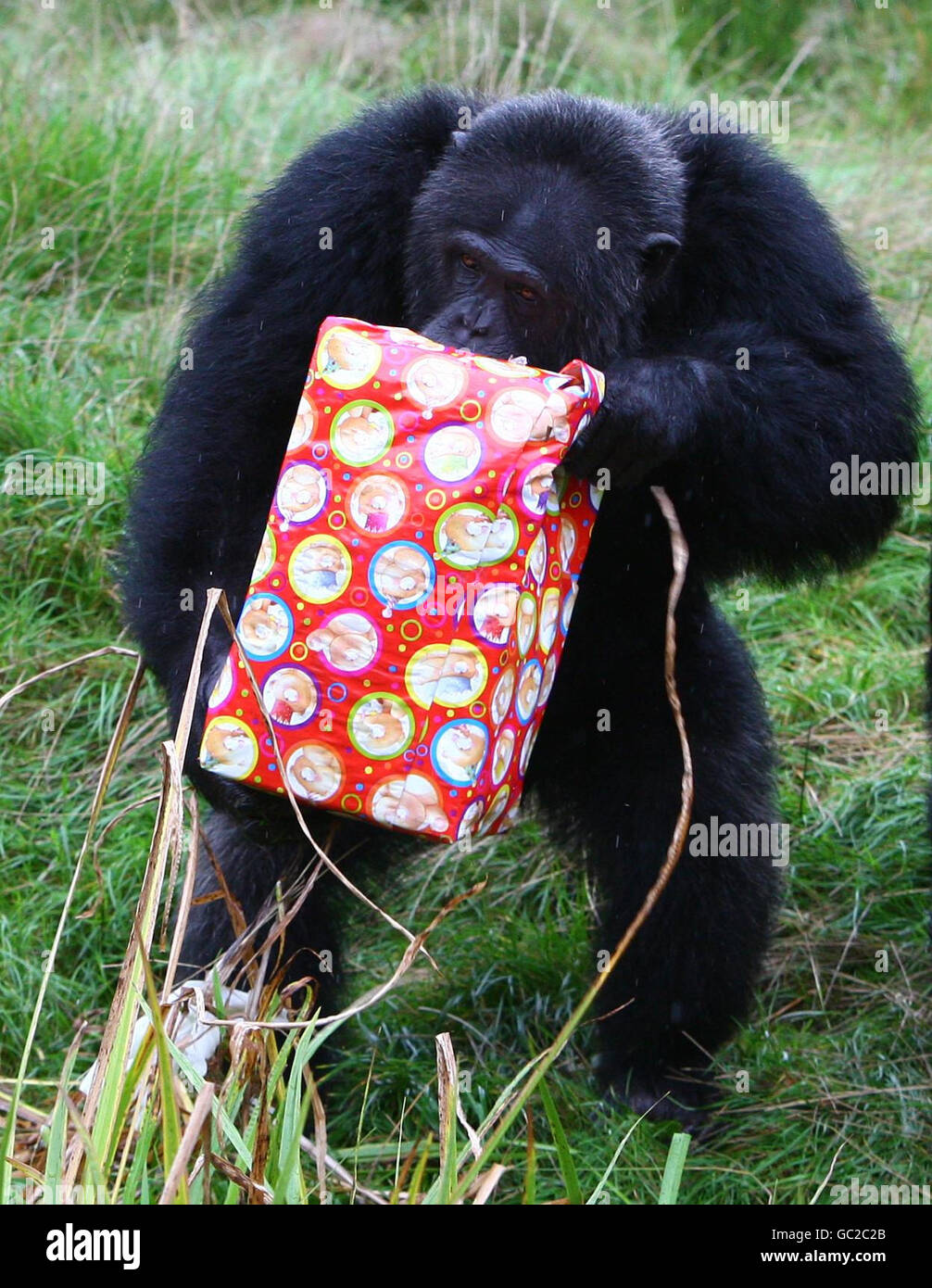 Chippy the Chimp celebrates his 21st birthday at Blair Drummond Safari ...