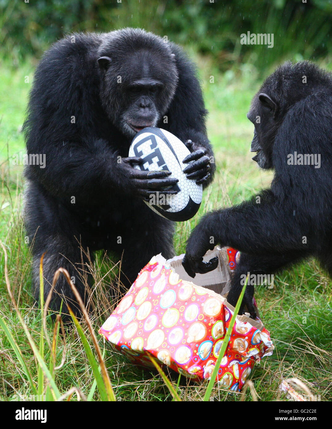 Chippy the Chimp Stock Photo - Alamy