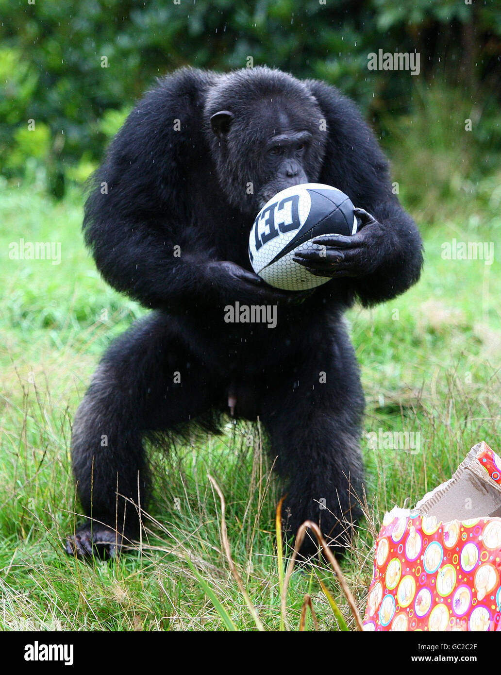 Chippy the Chimp Stock Photo - Alamy