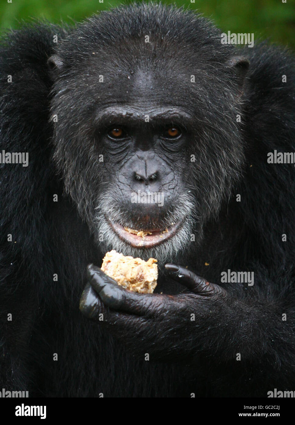 Chippy the Chimp celebrates his 21st birthday at Blair Drummond Safari ...