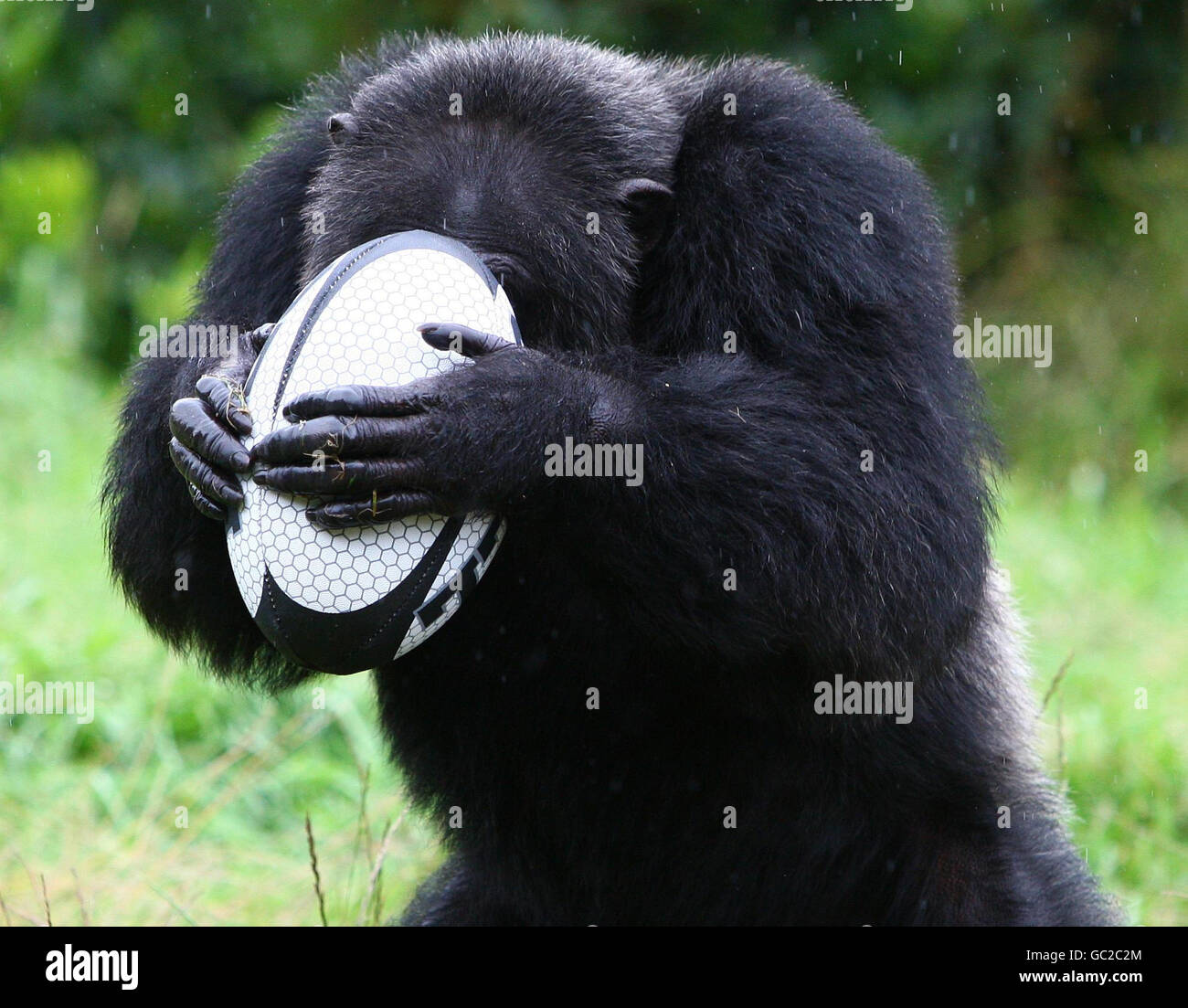 Chippy the Chimp Stock Photo - Alamy