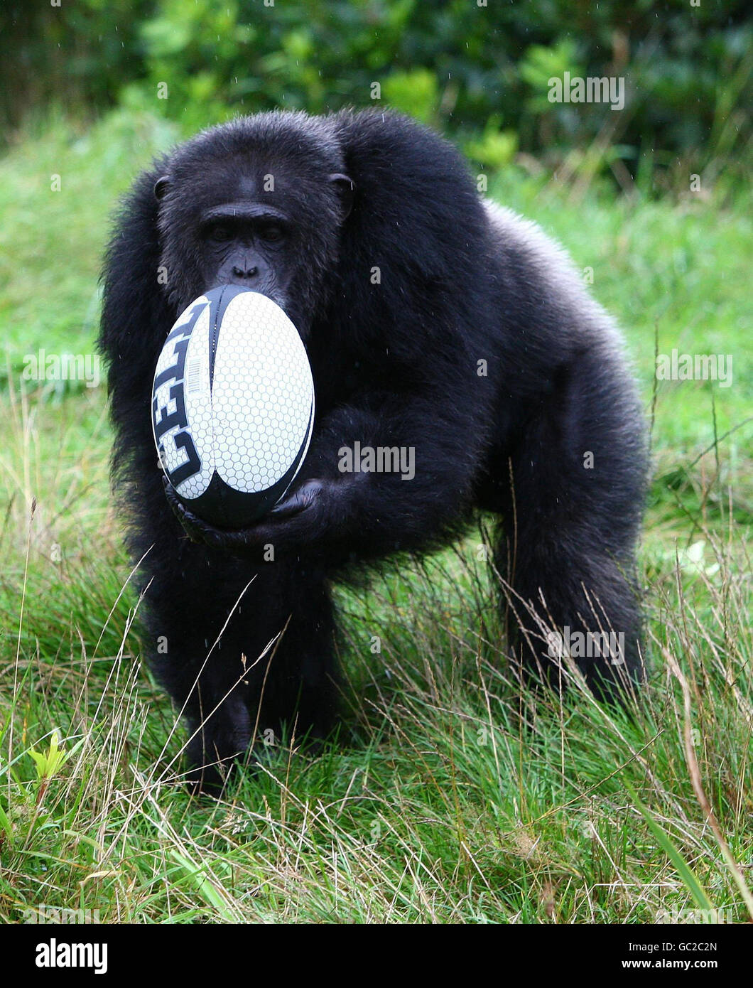Chippy the Chimp celebrates his 21st birthday at Blair Drummond Safari ...