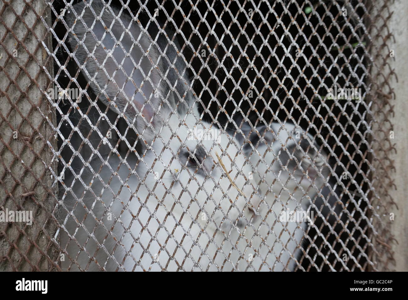 Wire on rabbit's hutch Stock Photo - Alamy