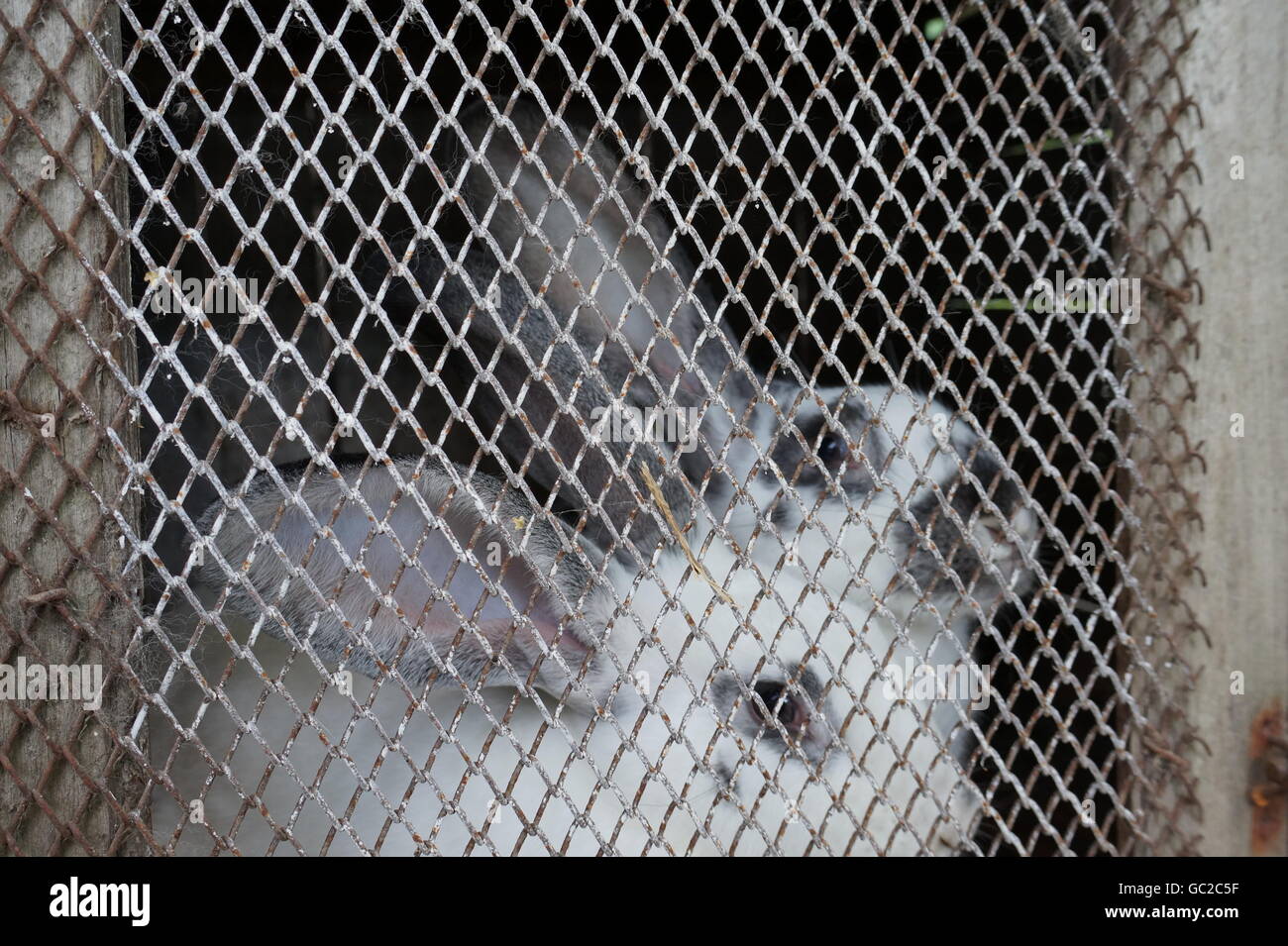 Wire on rabbit's hutch Stock Photo - Alamy