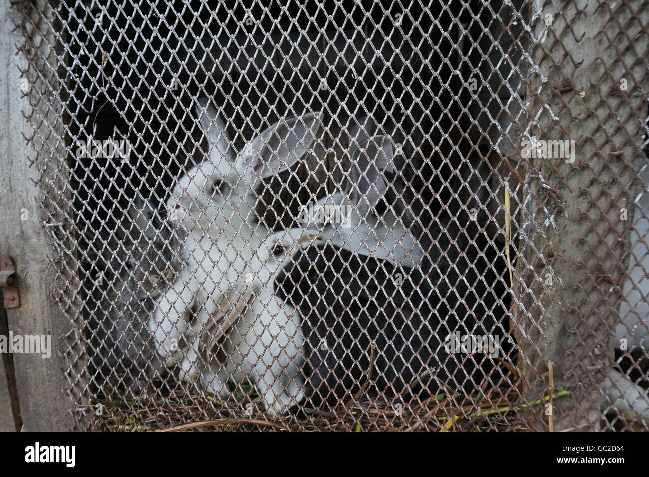 Wire on rabbit's hutch Stock Photo - Alamy